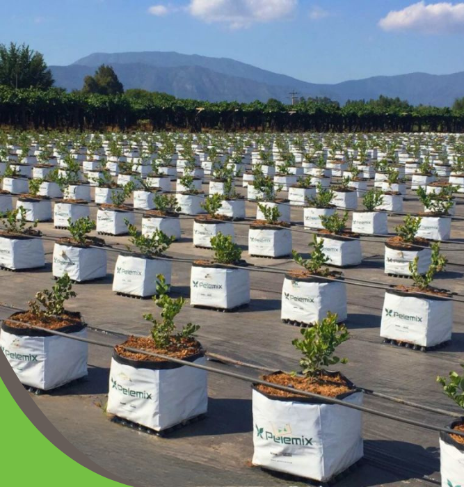 Fruit Trees Grow Bags | Pelemix