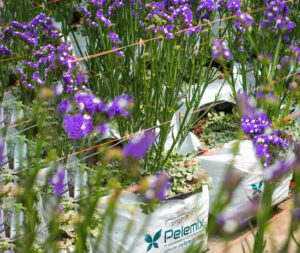 Coconut Coir Substrate for Agriculture & Horticulture | Pelemix